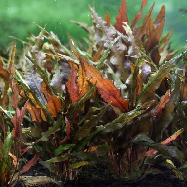 PF_SPQ　株　陰性水草　低光量　水草　クリプトとその近縁　前景　クリプトコリネ　ワルケリー　Cryptocoryne　walkeri　サトイモ　Araceae　クリプトコリネ属　NH　20250213　y25m02　2025tuuki
