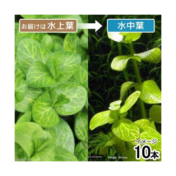 PF_SPQ　熱帯魚　_aqua　有茎　ア行　Bacopa　水草　後景草　明るい　all_plants　水上葉_バコパ　wp_kywrd　saki27to09　X18w0vT_wpp　wptop6_161102