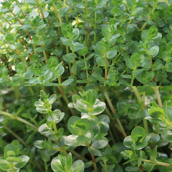 PF_SPQ　熱帯魚　_wp　_aqua　Rotala　sp."Flower"　有茎(ヤ行)　水草　中景草　赤い　all_plants　水草赤い　wp_kywrd　20250329　y25m03　AK　rotarasuijyou　ロタラ　フ...