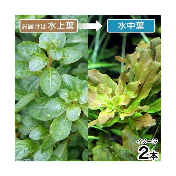 _aqua　Ludwigia　水草　後景草　赤い　all_plants　水草赤い　ビローサ　ルドウィジア　20140709　NT　nscm2308　ピローサ　スファエロカルパ　ルドウィギア