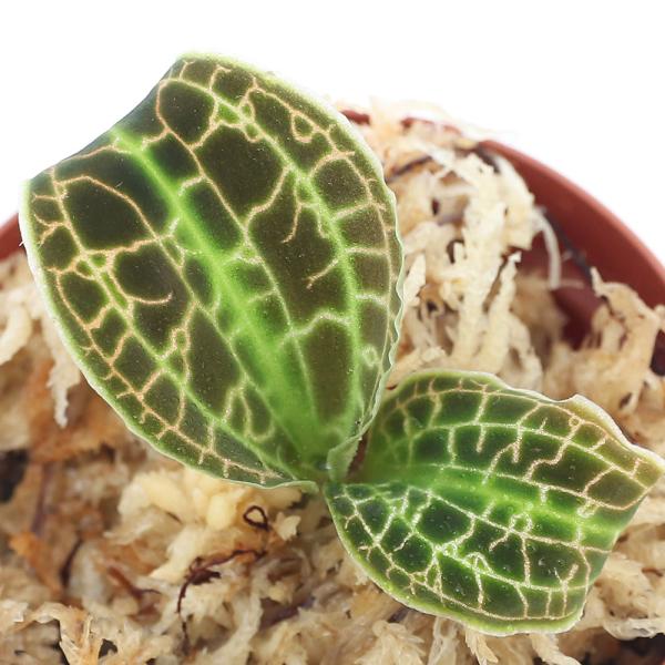 paludariumplants　パルダリウム　テラリウム　PF_SPQ　観葉植物　園芸　ガーデニング　ビバリウム　アクアテラリウム　宝石蘭　宝石ラン　juwel　orchid　マコデス　サンデリアーナ　Macodes　sanderiana...
