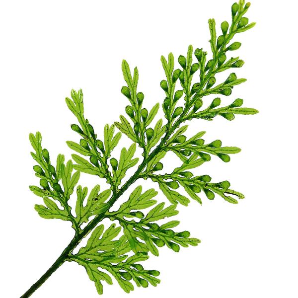 PF_SPQ　line2462terarium　テラリウム　両生類　爬虫類　ビバリウム　アクアテラリウム　パルダリウム　水草　着生シダ　コケシノブ　アオホラゴケ　ホラゴケ　青法螺苔　青洞苔　Crepidomanes　latealatum　a...