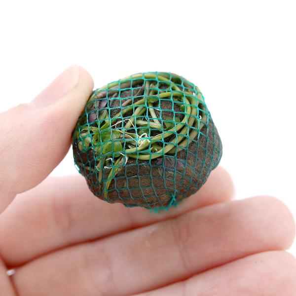 熱帯魚　水草　アクア　アクアリウム　レイアウト　国産　後景草　明るい　水中葉　無農薬　ビギナーにお勧め　greenplants　置くだけ　簡単　ボール　カルダミネ　リラタ　ミズタガラシ　水田芥子　Ｃａｒｄａｍｉｎｅ　ｌｙｒａｔａ　20220...