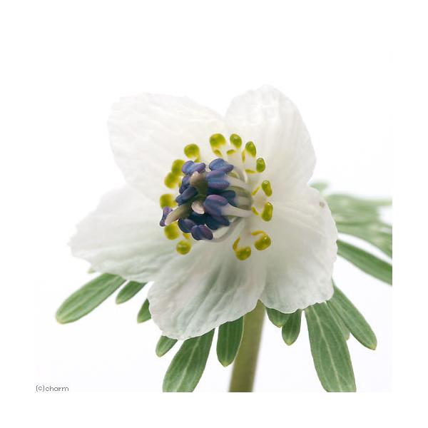 _gardening　ガーデニング　山野草　テラリウム　Ｓｈｉｄａｔｅｒａｎｔｈｉｓ　Ｅｒａｎｔｈｉｓ　ｐｉｎｎａｔｉｆｉｄａ　キンポウゲ　NT　20140308　sannyasou_2014　gar_sanya1412　PxOFV6s_b...