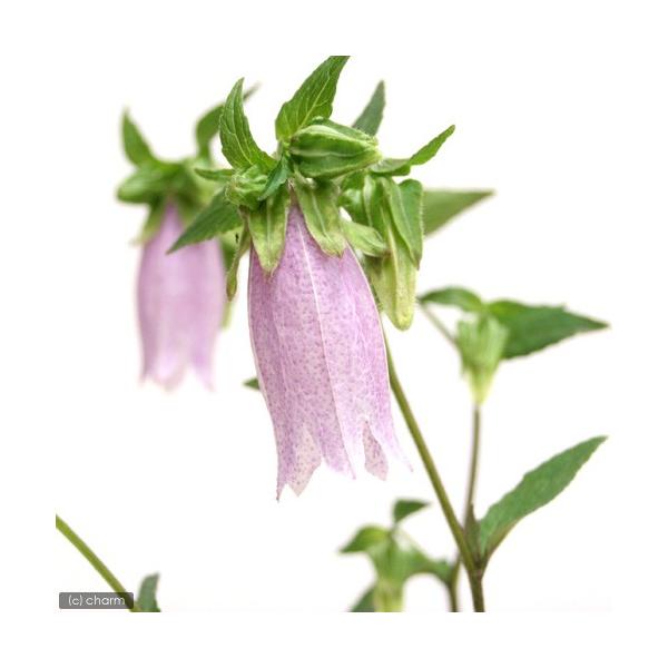 _gardening　ガーデニング　カンパニュラ　Ｃａｎｐａｎｕｌａ　ｐｕｎｃｔａｔａｓ　キキョウ　山野草　テラリウム　NT　20141001　植物　植物生体　ガーデニング生体　育て方　育成方法　栽培方法　苗　ホタルブクロ　蛍袋