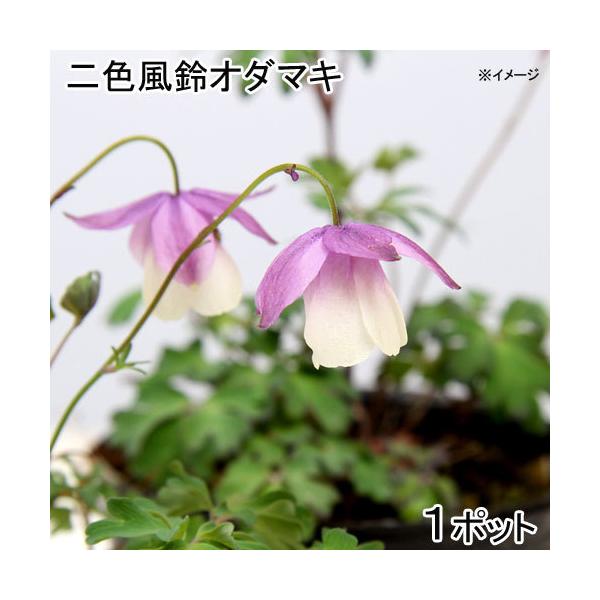 _gardening　ガーデニング　山野草　テラリウム　Ａｑｕｉｌｅｇｉａ　ｅｃａｌｃａｒａｔａ　キンポウゲ科　オダマキ属　オダマキ　フウリンオダマキ　ニショクフウリンオダマキ　二色風鈴オダマキ　NT　20140511　植物　植物生体　育て...