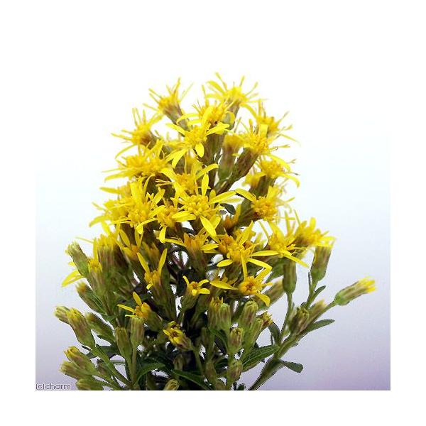 _gardening　ガーデニング　山野草　NT　20141001　Ｓｏｌｉｄａｇｏ　ｖｉｒｇａｕｒｅａ　ｓｕｂｓｐ．ｌｅｉｏｃａｒｐａ　ｆ．ｊａｐｏｎａｌｐｅｓｔｒｉｓ　コガネギク　アキノキリンソウ　ミヤマアキノキリンソウ　深山秋の麒麟草...