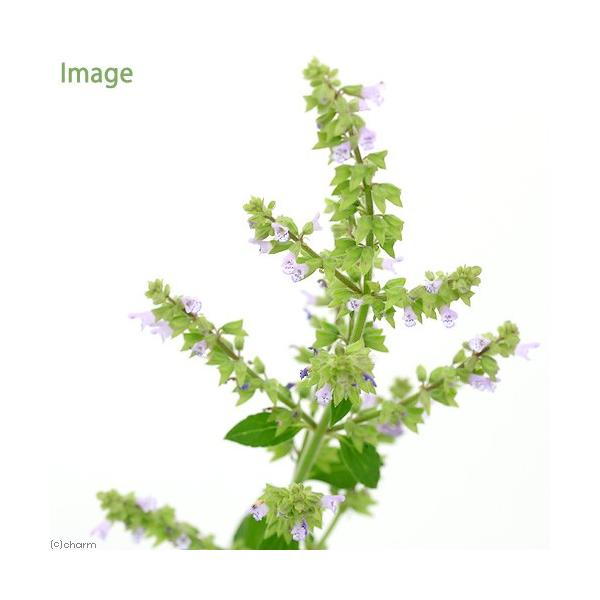 _gardening　水辺植物　水生植物　ミント　ハーブ　サルビア　Ｓａｌｖｉａ　ｐｌｅｂｅｉａ　有茎種　ガーデニング　all_plants　20151003　ＮＴ　植物　植物生体　ガーデニング生体　育て方　育成方法　栽培方法　bnr_hr...