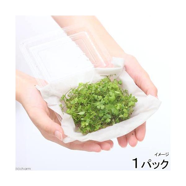 PF_SPQ　熱帯魚　メダカ　アクア　アクアリウム　_aqua　水草　前景草　ミックス　横に広がる　水上葉　20140920　YS