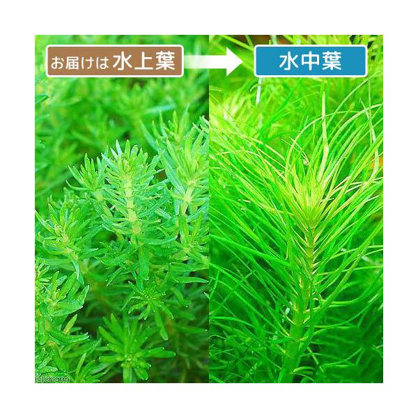 PF_SPQ　熱帯魚　_aqua　Rotala　水草　中景草　繊細な　all_plants　ポゴステモンデカネンシスはこちら　wp_kywrd　RC5WF4K3_wpp2wptop1911202wptop191204