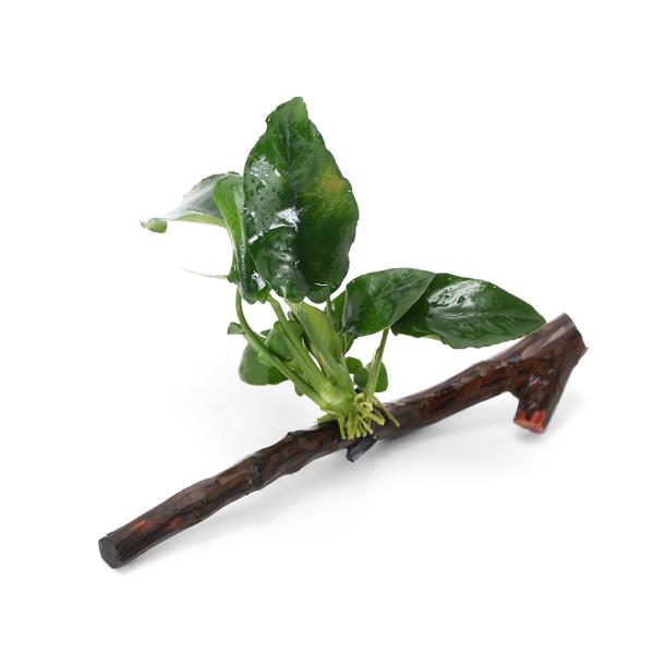 熱帯魚　水草　アヌビアス　all_plants　アヌビアスナナはこちら　nanakinngyo0716　アヌビアス・ナナ　スティック　小型水槽　Anubias　barteri　var.nana　okudakeplants　置くだけ簡単　初心...