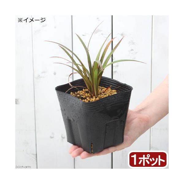 ガーデニング　観葉植物　パンダナス　タコノキ　20180605　ＲＭ　_gardening　育て方　育成方法　栽培方法　_aqua　_insect　▲　▼　オカヤド餌　その他　オカヤドカリ用品　アダン　アダンの苗　◎　ヤドカリ　パイナップル...