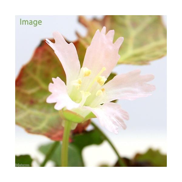 _gardening　ガーデニング　山野草　20150221　ＮＴ　植物　植物生体　ガーデニング生体　育て方　育成方法　栽培方法　bnr_hrgmgr　opa2_delete