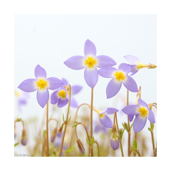 _gardening　ガーデニング　山野草　テラリウム　NT　20150308　sanya_hachi_gar　植物　植物生体　ガーデニング生体　育て方　育成方法　栽培方法　bnr_hrgmgr　090list　フーストニア　opa2_de...