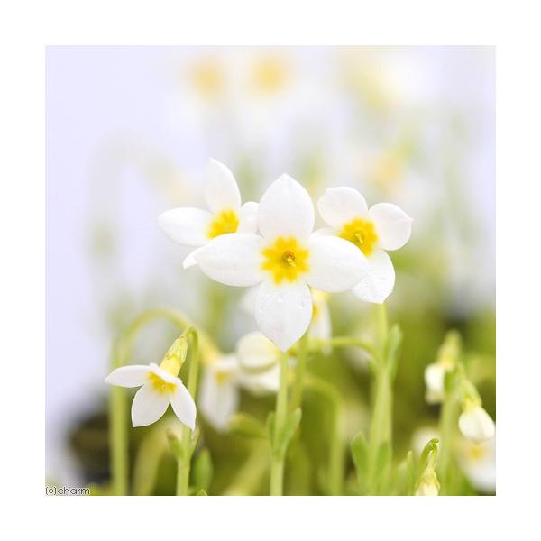 _gardening　ガーデニング　山野草　テラリウム　NT　20150316　sanya_hachi_gar　植物　植物生体　ガーデニング生体　育て方　育成方法　栽培方法　bnr_hrgmgr　090list　opa2_delete