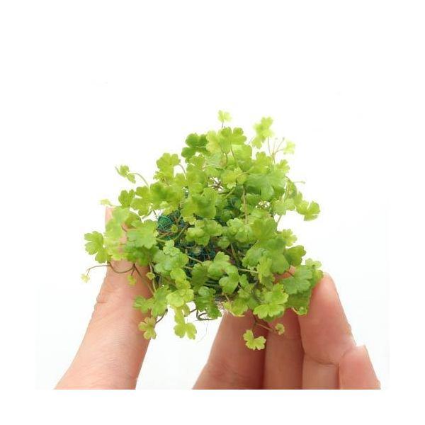 Hydrocotyle　Tripartita　熱帯魚　_wp　_aqua　ボール各種　水草　前景草　横に広がる　オーストラリアンクローバー　all_plants　水上葉_前景草　wp_kywrd　20110512　ｇｔ　お勧め前景草　201...