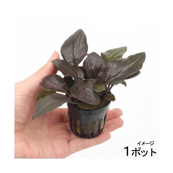 PF_SPQ　_hachu　_kame　熱帯魚　_aqua　水草　観葉植物　ガーデニング　ビバリウム　アクアテラリウム　パルダリウム　クリプトとその近縁　サトイモ　Ｌａｇｅｎａｎｄｒａ　ｍｅｅｂｏｌｄｉｉ　okaidoku_pot　両爬向き...