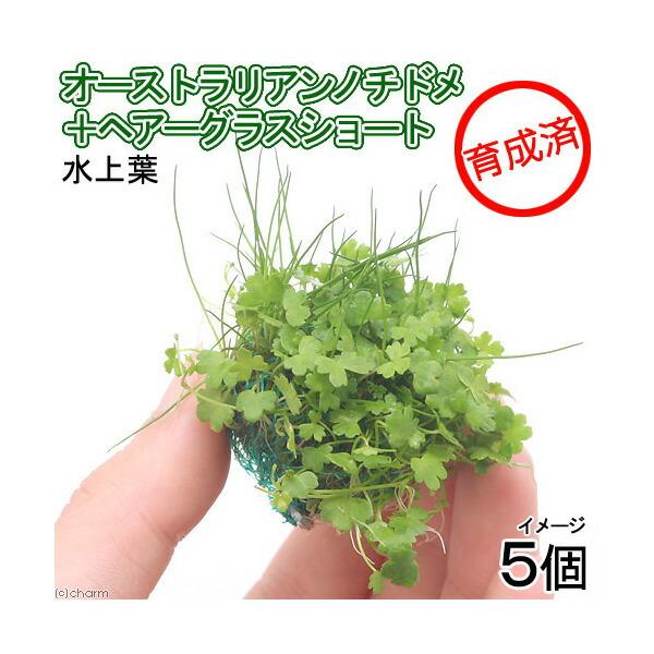 熱帯魚　ボール各種　水草　前景草　横に広がる　オーストラリアンクローバー　all_plants　水上葉_前景草　wp_kywrd　20110512　ｇｔ　お勧め前景草　20110605　ｇｔ　tripartita_ball　KIX　2013...