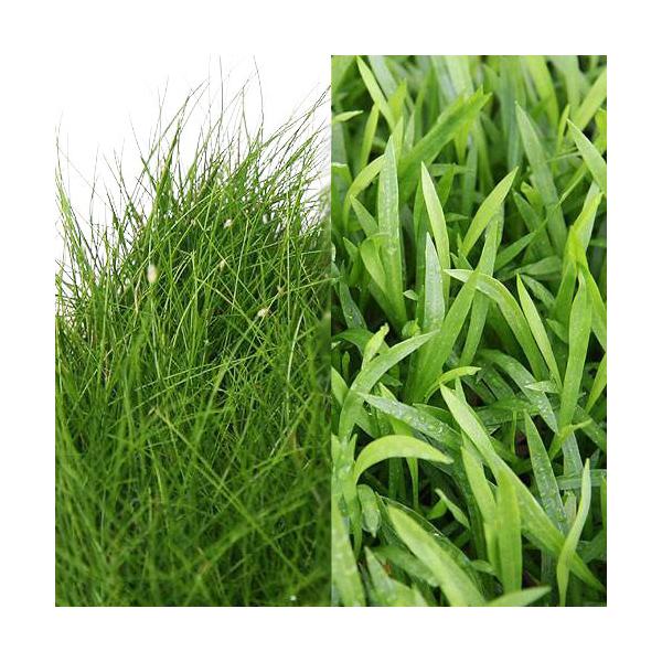 熱帯魚　_aqua　水草　セット　レイアウト　all_plants　wp_kywrd　wp0217_1grs　20150303　ＫＩＸ　Echinodorus　tenellus　Helanthium　tenellum　テネラム　テネルム　ヘ...