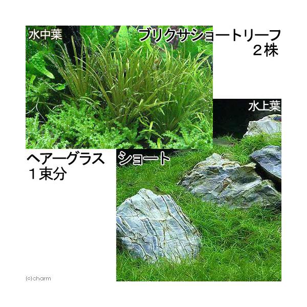 熱帯魚　_aqua　水草　セット　レイアウト　all_plants　wp_kywrd　wp0217_1grs　20150303　KIX　wp0421_9frset　gwwpsa1525水草　ブリクサショート　ブリショー　ブリクサ　ショートリ...