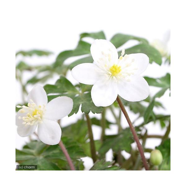 _gardening　ガーデニング　山野草　球根　ニリンソウ　二輪草　Ａｎｅｍｏｎｅ　ｆｌａｃｃｉｄａ　アネモネフラッキダ　フクベラ　ガショウソウ　キンポウゲ科　イチリンソウ属　20150417　ＮＴ　キンポウゲ　植物　植物生体　ガーデニン...