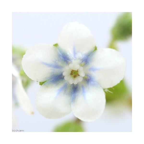 _gardening　ガーデニング　山野草　金瘡小草　地獄の釜の蓋　筋骨草　弘法草　紫藍草　20140605　ＨＴ　Ａｊｕｇａ　ｄｅｃｕｍｂｅｎｓ　greepla10bai1406　gar0620_sanya　植物　植物生体　ガーデニング生...