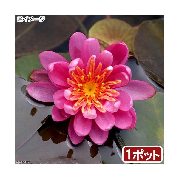 メーカー：■ スイレン　睡蓮　栽培　育て方　ビオトープ　温帯性スイレン　ガーデニング　水辺植物　ピンク　温帯性　all_plants　温帯性睡蓮シリーズ　saki27to09　ペリーズ　ワイルド　ファイヤー　育成方法　栽培方法　Ｐｅｒｒｙ‘...