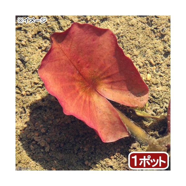 スイレン　睡蓮　栽培　育て方　ビオトープ　温帯性スイレン　ガーデニング　水辺植物　ピンク　温帯性　all_plants　温帯性睡蓮シリーズ　saki27to09　ペリーズ　ビビット　ローズ　育成方法　栽培方法　Ｐｅｒｒｙ‘ｓ　Ｖｉｖｉｄ　Ｒ...