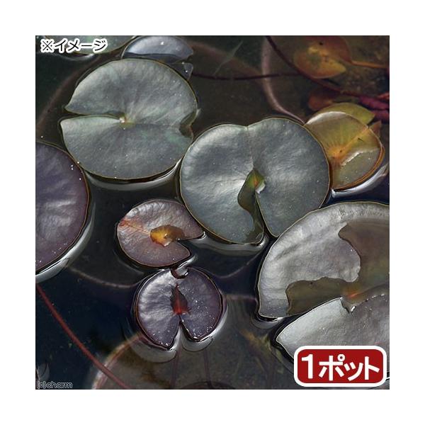 スイレン　睡蓮　栽培　育て方　ビオトープ　温帯性スイレン　ガーデニング　水辺植物　ピンク　温帯性　all_plants　温帯性睡蓮シリーズ　saki27to09　ペリーズ　スーパー　ローズ　育成方法　栽培方法　Ｐｅｒｒｙ‘ｓ　Ｓｕｐｅｒ　Ｒ...