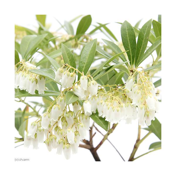 _gardening　ガーデニング　山野草　Ｒｈｏｄｏｄｅｎｄｒｏｎ　ｌａｔｏｕｃｈｅａｅ　ｖａｒ．　ａｍａｍｉｅｎｓｅ　リュウキュウアセビ　３号　20150903　MS　植物　植物生体　ガーデニング生体　育て方　育成方法　栽培方法　bnr...