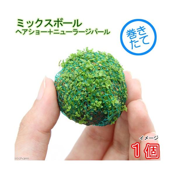 熱帯魚　_aqua　ボール各種　水草　前景草　横に広がる　グロッソスティグマ　all_plants　wp_kywrd　20110512　お勧め前景草　seitaieventeb202510