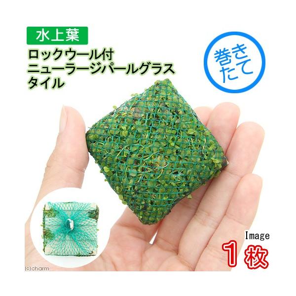 熱帯魚　_wp　_aqua　all_plants　ラージパールグラス　wp_kywrd　20120106　YS　_ragpgrwp　20150730　KIX　47house　point5wplants