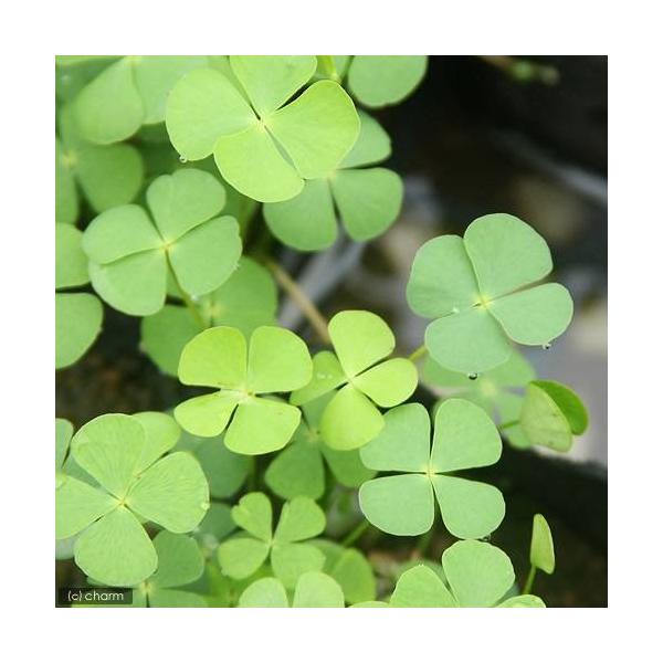 _kame　_hachu　_gardening　ビオトープ　水辺植物　水生植物　ウォータークローバー　デンジソウ　ガーデニング　タノジモ　カタバミモ　ヨツバウキクサ　カツモ　田字草　水辺植物all_plants　FOUR　LEAF　CLOV...