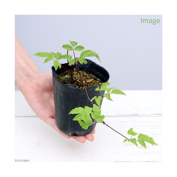 _gardening　ガーデニング　all_plants　観葉植物　山野草　ハンショウヅル　半鐘蔓　クレマチス　テッセン　キンポウゲ　Ｃｌｅｍａｔｉｓ　ａｌｐｉｎａ　ｓｓｐ．ｏｃｈｏｔｅｎｓｉｓ　20150818　NK　育て方　育成方法　栽...