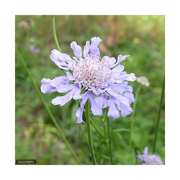 _gardening　ガーデニング　山野草　Ｓｃａｂｉｏｓａ　ｊａｐｏｎｉｃａ　スカビオサ　まつむしそう　松虫草　原種　日本　マツムシソウ科　マツムシソウ属　20150903　ＭＳ　植物　植物生体　ガーデニング生体　育て方　育成方法　栽培方...