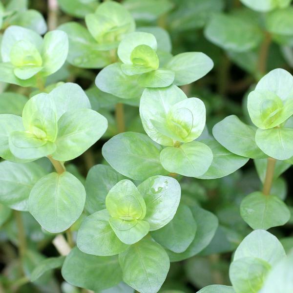 PF_SPQ　_aqua　熱帯魚　水草　後景草　明るい　ミソハギ科　Lythraceae　キカシグサ属　Rotala　20151112　YMD　ロターラ　rotarasuijyou