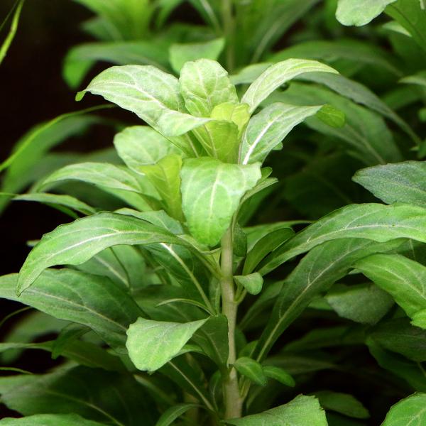 PF_SPQ　熱帯魚　有茎（ハ行）　水草　中景草　後景草　all_plants　ストロジン1　ストロギネ　スパトゥラータ　カリカット　20251209　ＤＮ　2023年　カミハタ　インド便