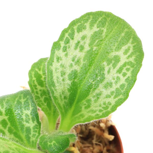 paludariumplants　パルダリウム　テラリウム　PF_SPQ　line2462terarium　_gardening　_hachu　sfset　_aqua　terrariumplants　観葉　ガーデニング　ビバリウム　アクアテ...