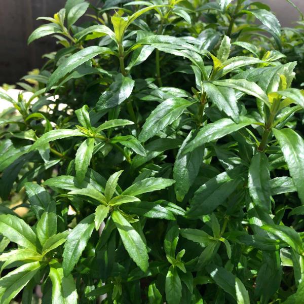 PF_SPQ　熱帯魚　アクア　アクアリウム　レイアウト　水草　後景草　大きい　all_plants　ポゴステモン　Pogostemon　sp　サンプソニー　sampsonii　2022kouki　YH　y22m07　20220715　nsc...