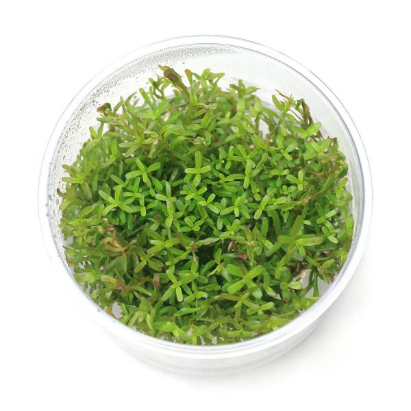 PF_SPQ　Rotala_dyforiabGia　_aqua　熱帯魚　Ｒｏｔａｌａ　ｒｏｔｕｎｄｉｆｏｌｉａ　有茎　水草　後景草　赤い　all_plants　水草赤い　Ｈｒａ　autumn_wp　ロトンジフォリア　ロトゥンディフォリア　ロ...
