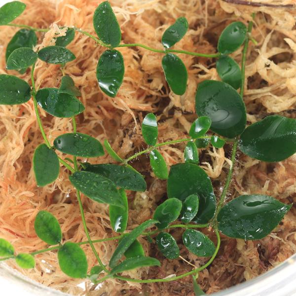 paludariumplants　パルダリウム　テラリウム　PF_SPQ　観葉植物　園芸　ガーデニング　ビバリウム　アクアテラリウム　両爬向き植物水草　熱帯植物　原種　クライマー　Ficus　sp.　フィカスsp.　terrariumpla...