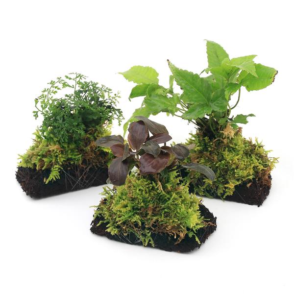 line2462terarium　テラリウム　ビバリウム　パルダリウム　深山　森林　森　爬虫類　カエル　レイアウト　置くだけ　隠れ家　苔　コケ　シダ　2023zenki　y23m02　20230218　AY　ヘゴ板　teraoriginalpot