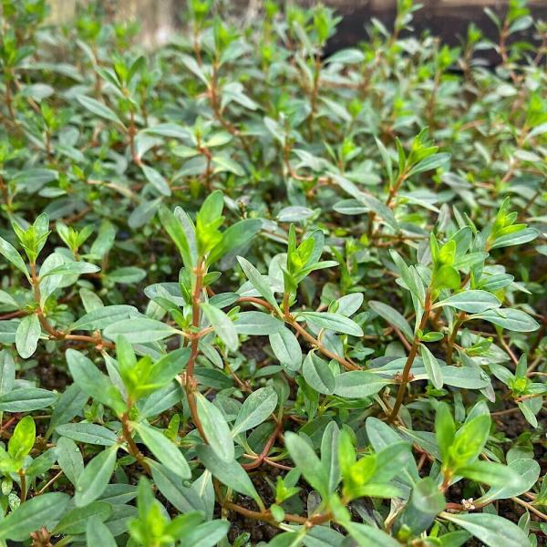 PF_SPQ　水草　熱帯魚　メダカ　アクア　アクアリウム　レイアウト　後景草　黄色　ロタラ　ミソハギ科　Lythraceae　キカシグサ属　Rotala　ロターラ　ラモシオール　YH　20230220　2023zenki　y23m02　東南...