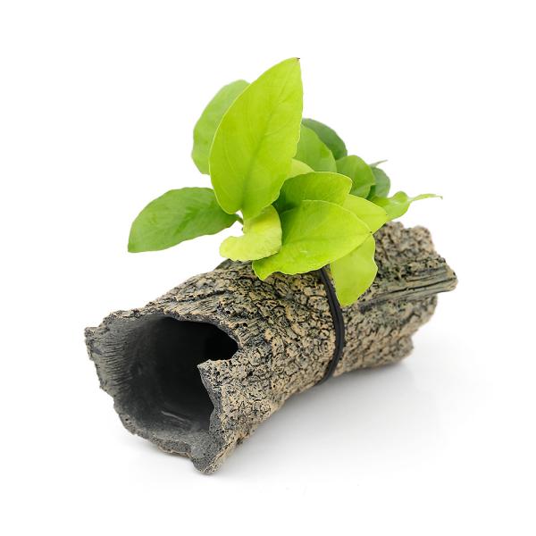 水草　熱帯魚　活着　水草付　置くだけ　オブジェクト　アクセサリー　アクア　隠れ家　シェルター　丸太　陰生水草　低光量　サトイモ科　アヌビアス属　Anubias　barteri　var.nana　アヌビアス　バルテリーナナ　ゴールデン　日淡　...