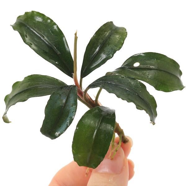 PF_SPQ　熱帯魚　水草　クリプトとその近縁　all_plants　wp_kywrd　陰性水草　低光量　ブケファランドラ　ブセ　水上育成　水上　y23m01　2023zenki　KYS　progenitorplant　20230125