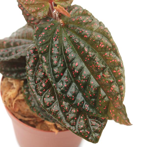 PF_SPQ　line2462terarium　観葉植物　園芸　ガーデニング　ビバリウム　アクアテラリウム　パルダリウム　両爬向き植物水草　熱帯植物　原種　コショウ科　Ｐｉｐｅｒ　ｓｐ．　クライマー　育て方　育成方法　栽培方法　テラリウム　...