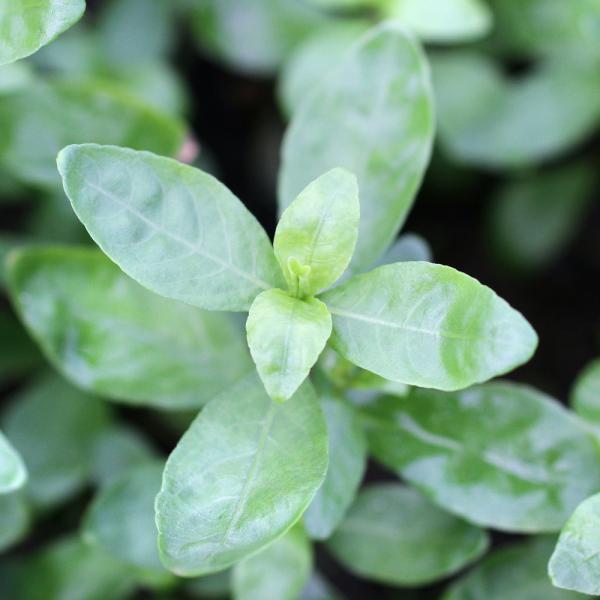 PF_SPQ　熱帯魚　_aqua　水草　前景草　横に広がる　all_plants　水上葉_前景草　ストロジンsp.はこちら　wp_kywrd　tckenken　specialplants　zen-chukeisou　KYS　20161126...