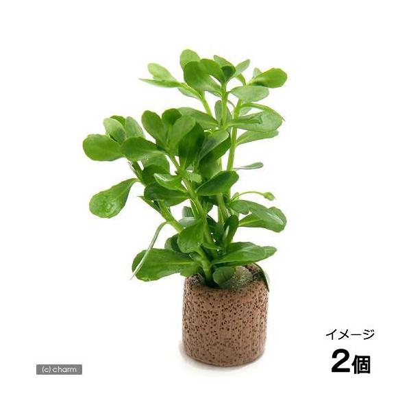 熱帯魚　_wp　_aqua　有茎　ハ行　Bacopa　水草　後景草　丸い　20161207　ife_plant_etc　wp_kywrd　ifemultiseries　KYS　バコパモンニエリ　point5wplants