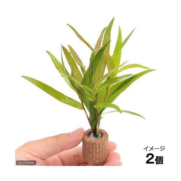 熱帯魚　_aqua　Polygonum　水草　後景草　赤い　水草赤い　ポリゴナムsp.ピンクはこちら　水上葉_ポリゴナム　ライフマルチ　all_plants　ife_malti_wp　ifemultiseries　20161207　KYS　...