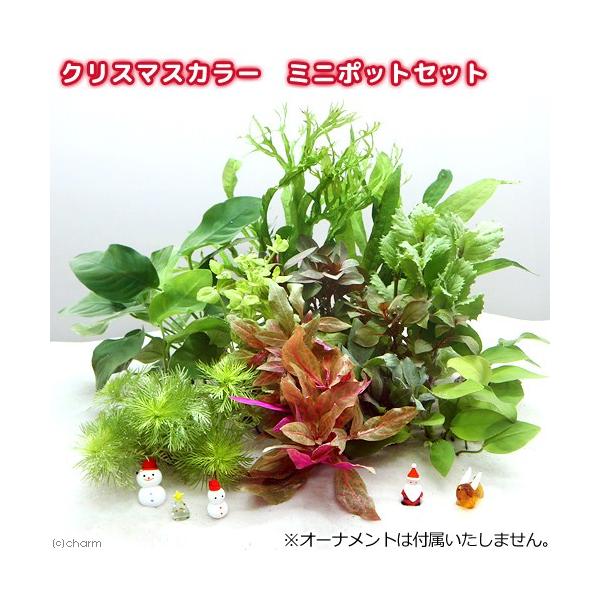 熱帯魚　_aqua　水草　レイアウト　後景草　中景草　置くだけ簡単シリーズ　ＫＹＳ　クリスマス　20161221　wp_okudake　mosstree2015　mosstree　ミニポット　おまかせミニポット　ライフマルチ　（茶）　リング...